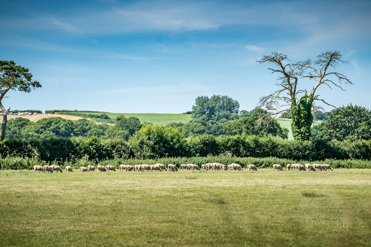 Lamb, Hogget, Mutton. What’s the Difference? | The Organic Butchery