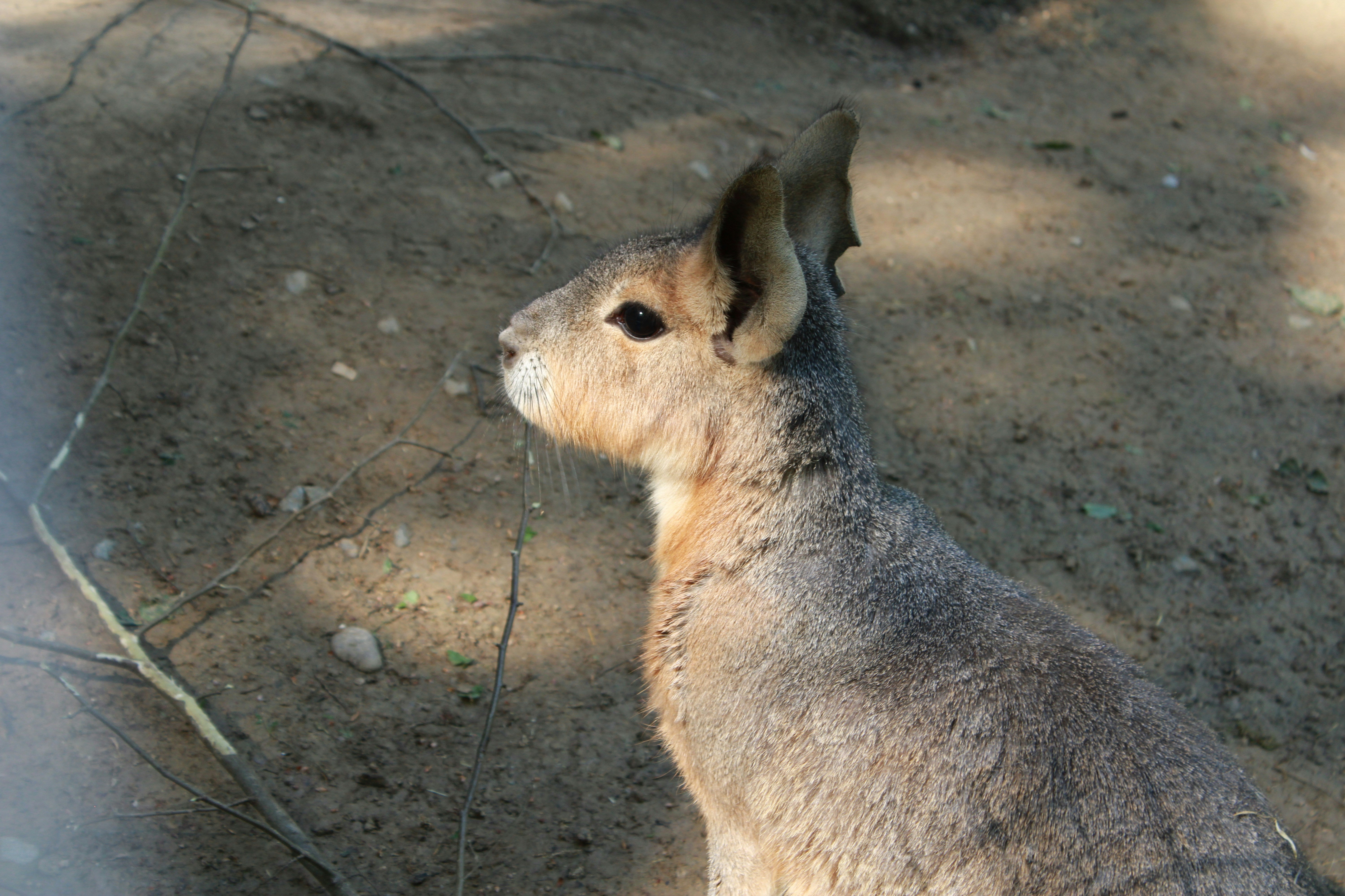 Why We Don’t Offer Wild Rabbit Anymore