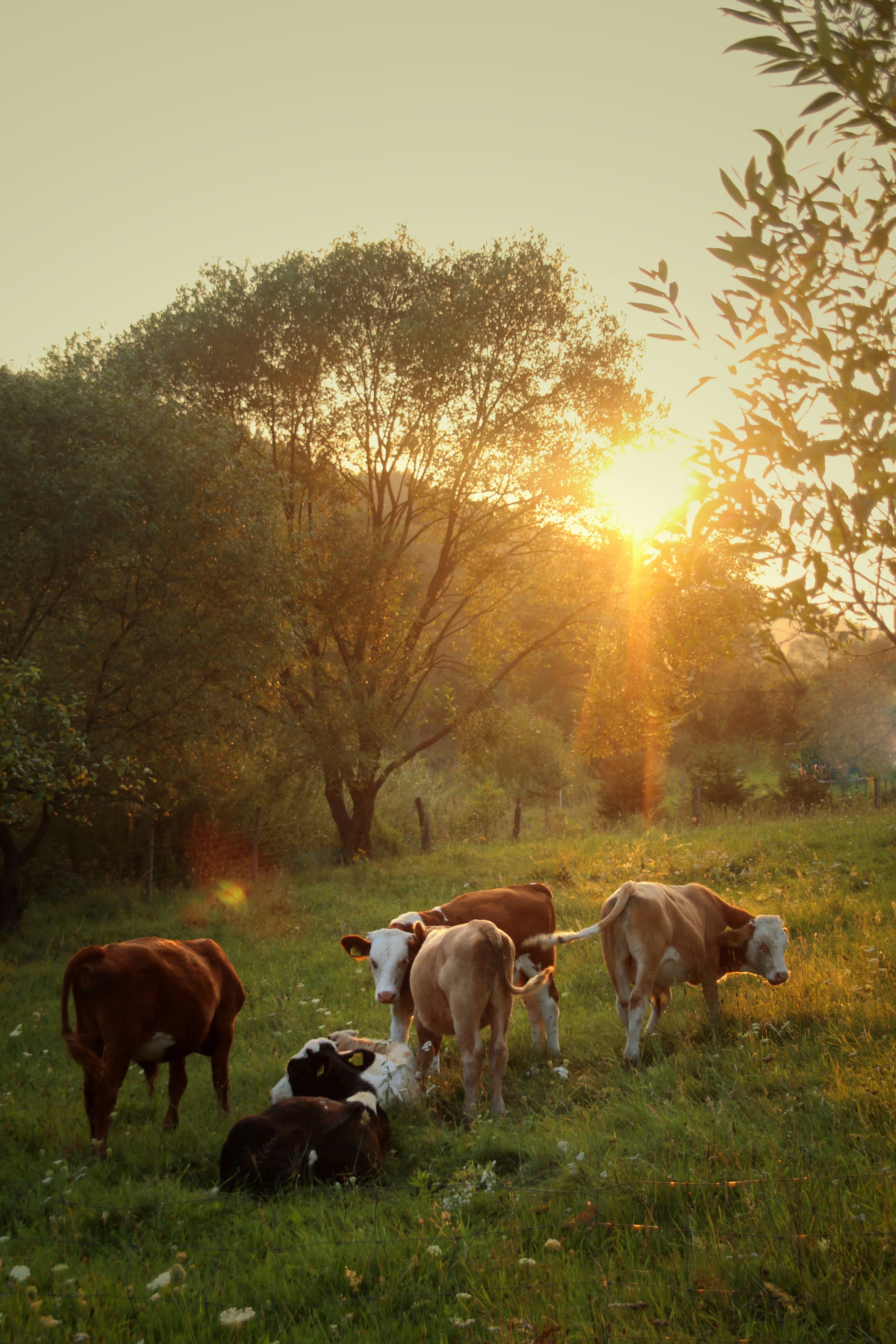Pasture For Life Certified and Organic Beef