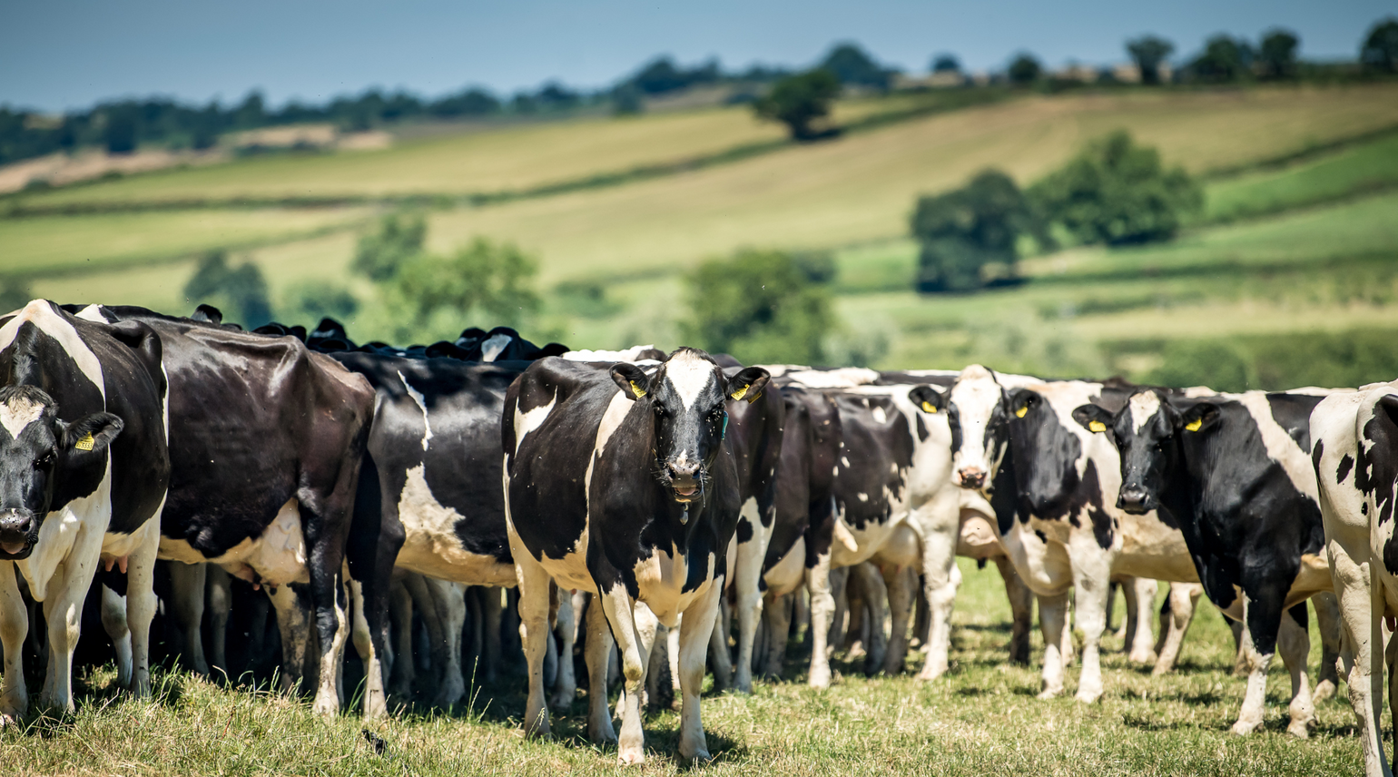 The Organic Butchery | Grass-Fed Organic Meat to Buy Online
